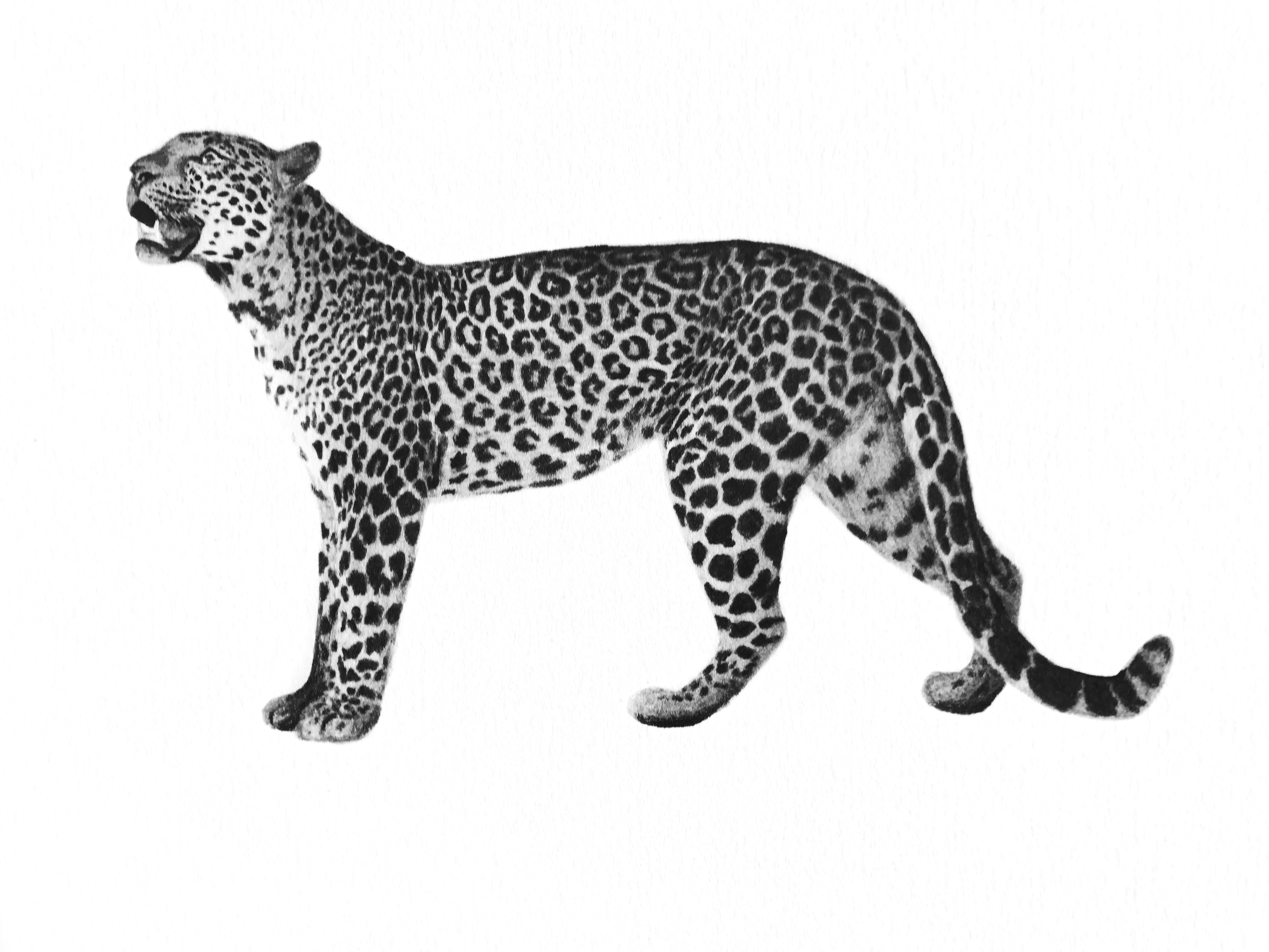 LEOPARD PRINT – COTTON AND COMPANY